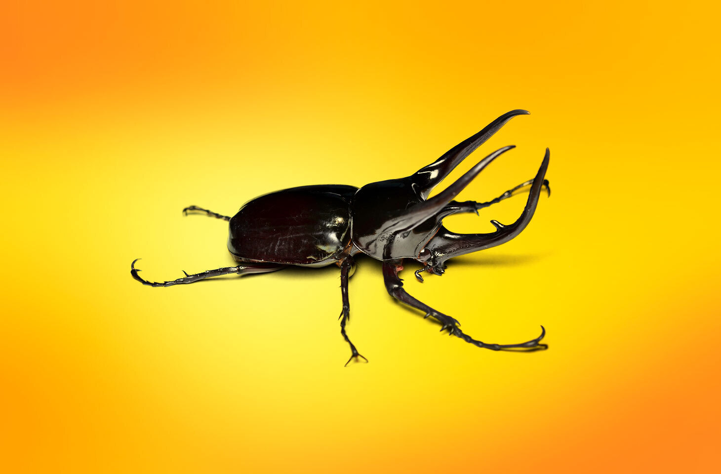 Microsoft CVE-2021-40444漏洞的替補方案及防護建議 - Lapcom Blog - 網絡安全相關新聞