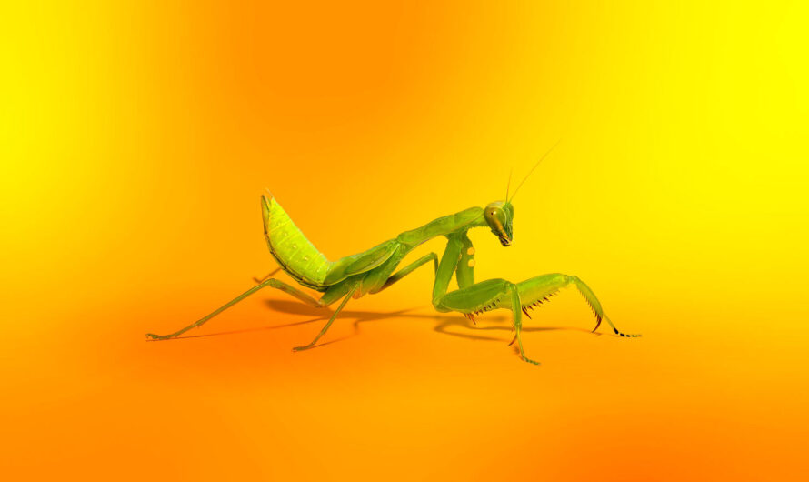 利用Google Translate的網絡釣魚 - Lapcom Blog - 網絡安全相關新聞