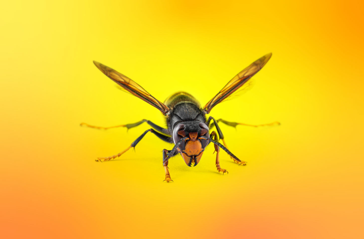 Zimbra內的安全漏洞CVE-2022-41352 - Lapcom Blog - 網絡安全相關新聞