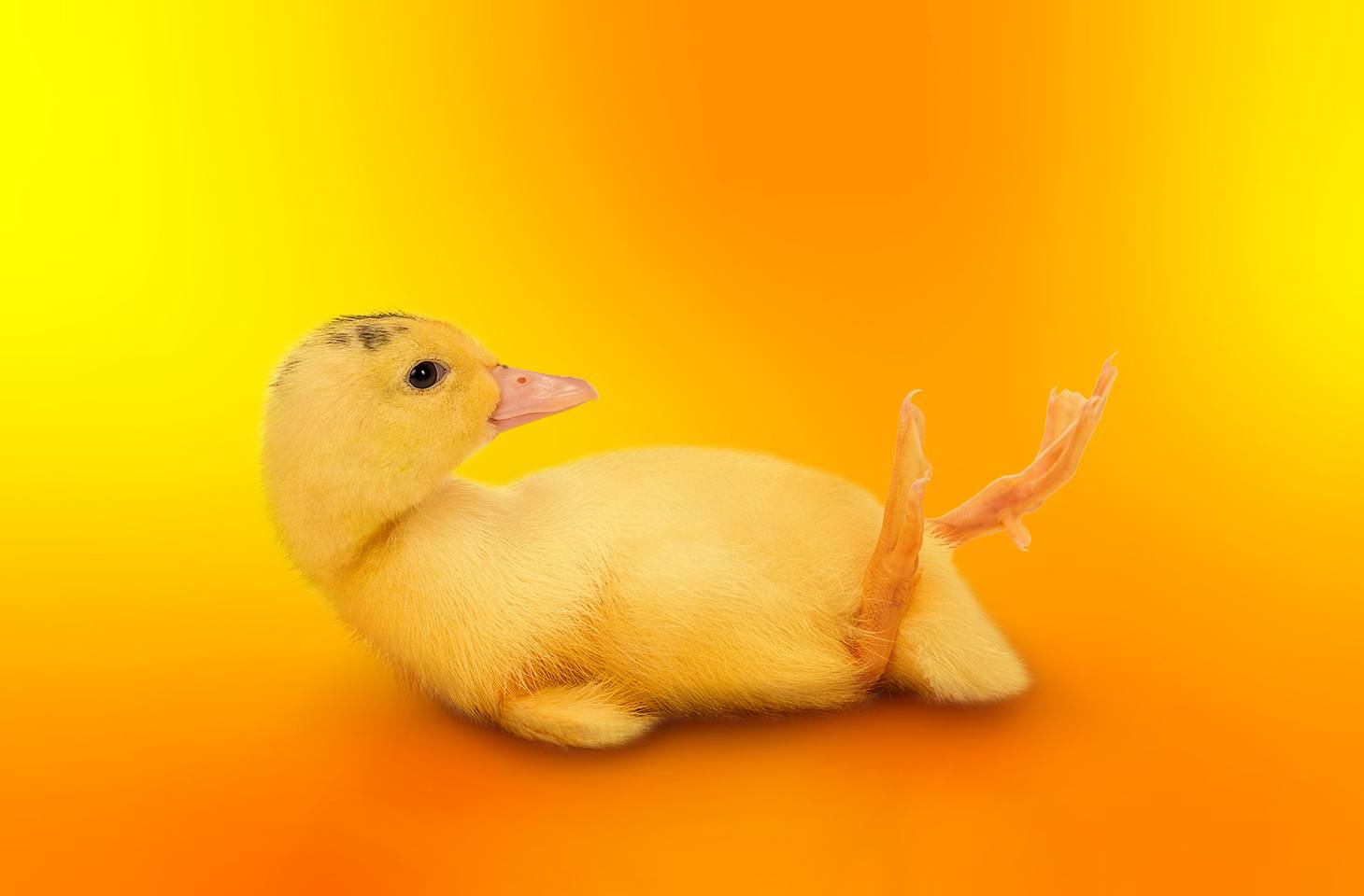 盜取Facebook帳號的惡意程式Ducktail - Lapcom Blog - 網絡安全相關新聞