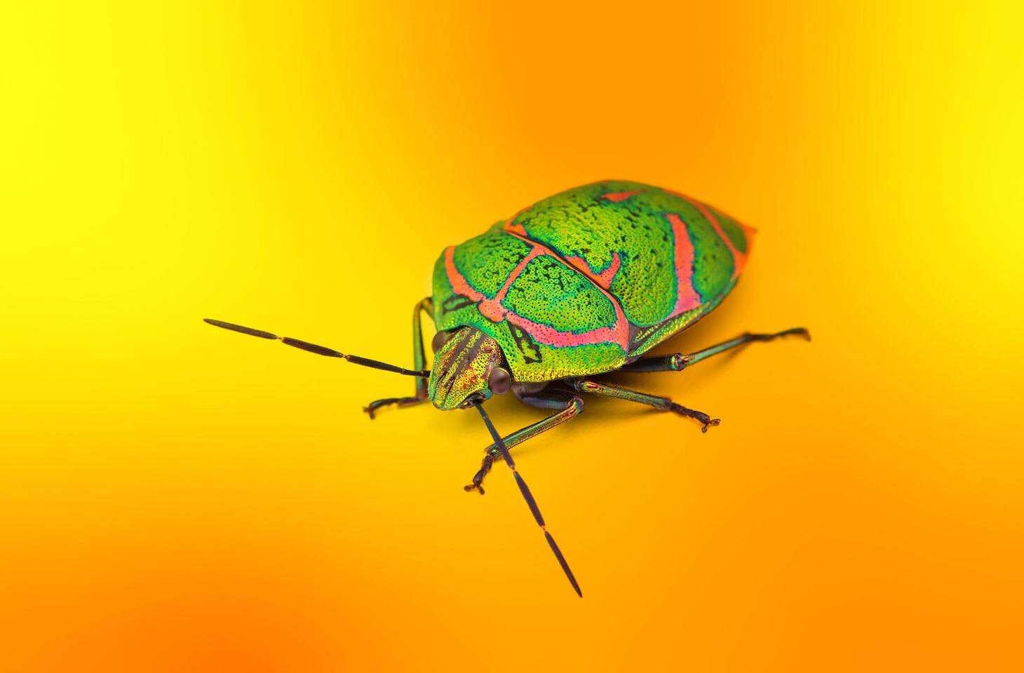 GoAnywhere MFT的嚴重安全漏洞 - Lapcom Blog - 網絡安全相關新聞