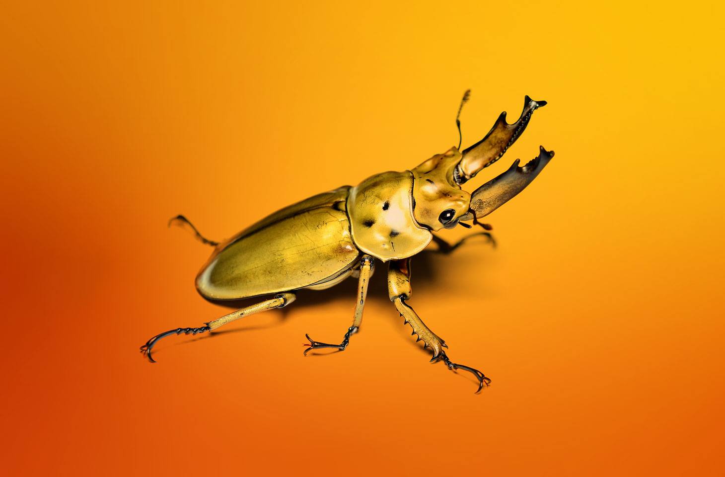 CVE-2024-10924：影響大約400萬個網站的安全漏洞 - Lapcom Blog - 網絡安全相關新聞