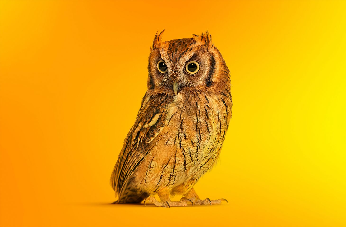 外表跟內裡不一樣的檔案 - Lapcom Blog - 網絡安全相關新聞