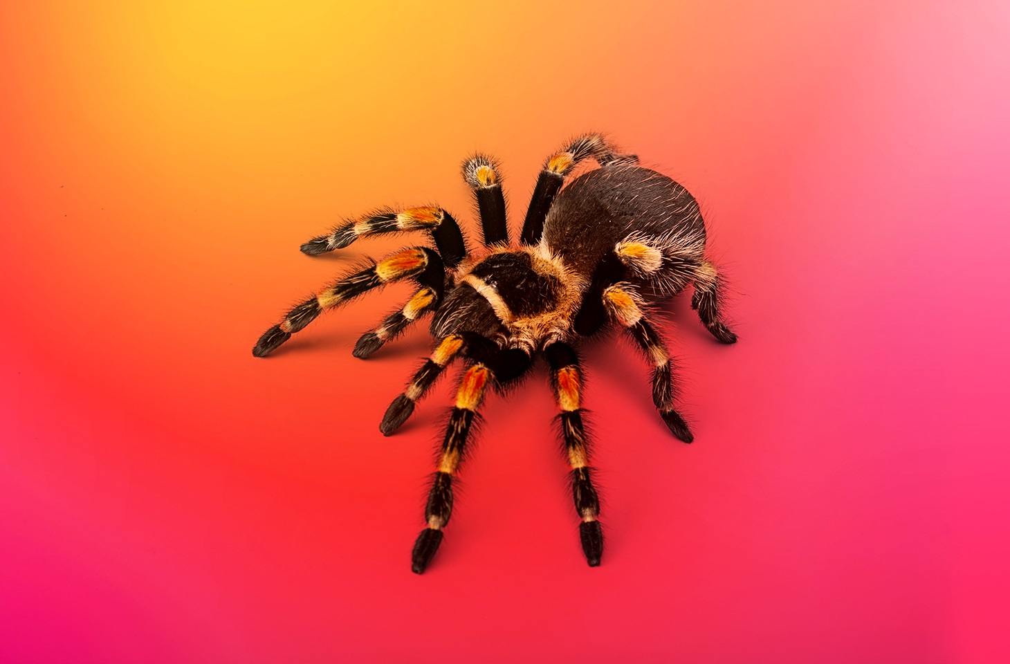 5個不要支付加密勒索贖金的原因 - Lapcom Blog - 網絡安全相關新聞