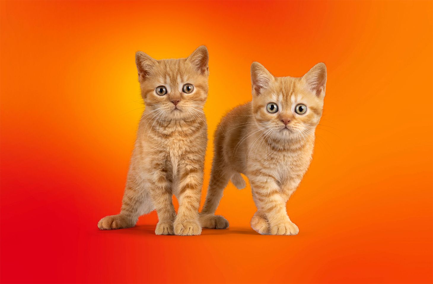 偷資料的貓：SparkKitty木馬程式 - Lapcom Blog - 網絡安全相關新聞